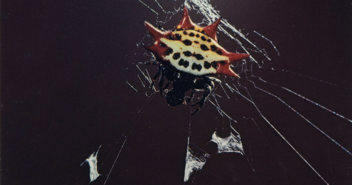 Spiny-bodied Spider | Amon Carter Museum of American Art