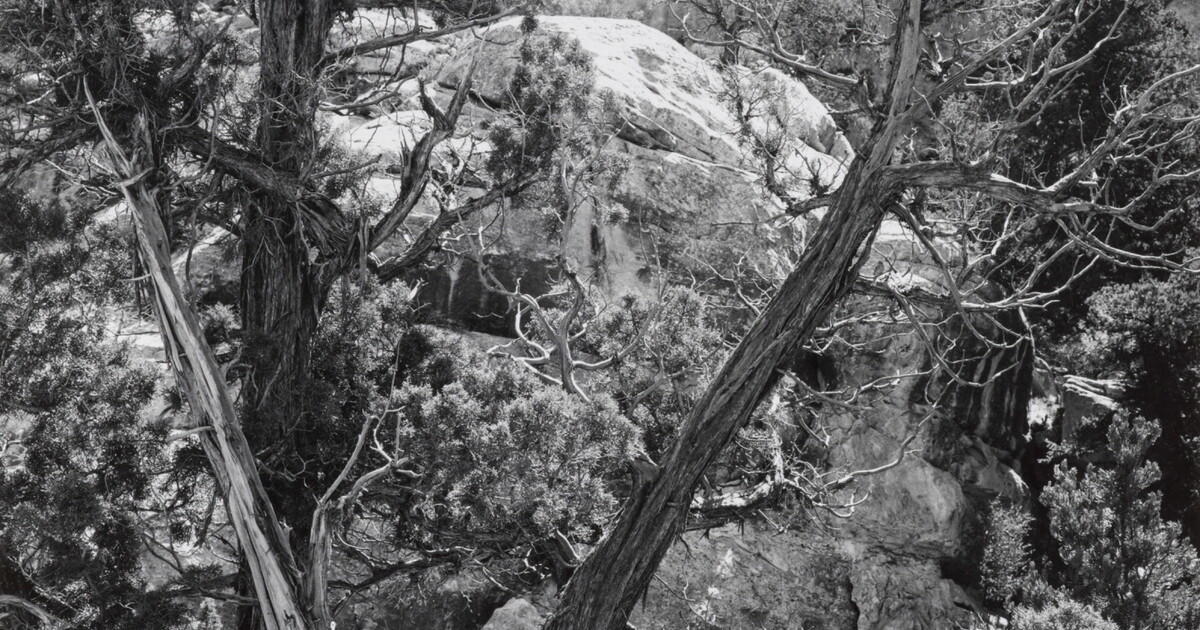 Juniper Tree, Sand Canyon, Dinosaur National Monument, Colorado, August ...