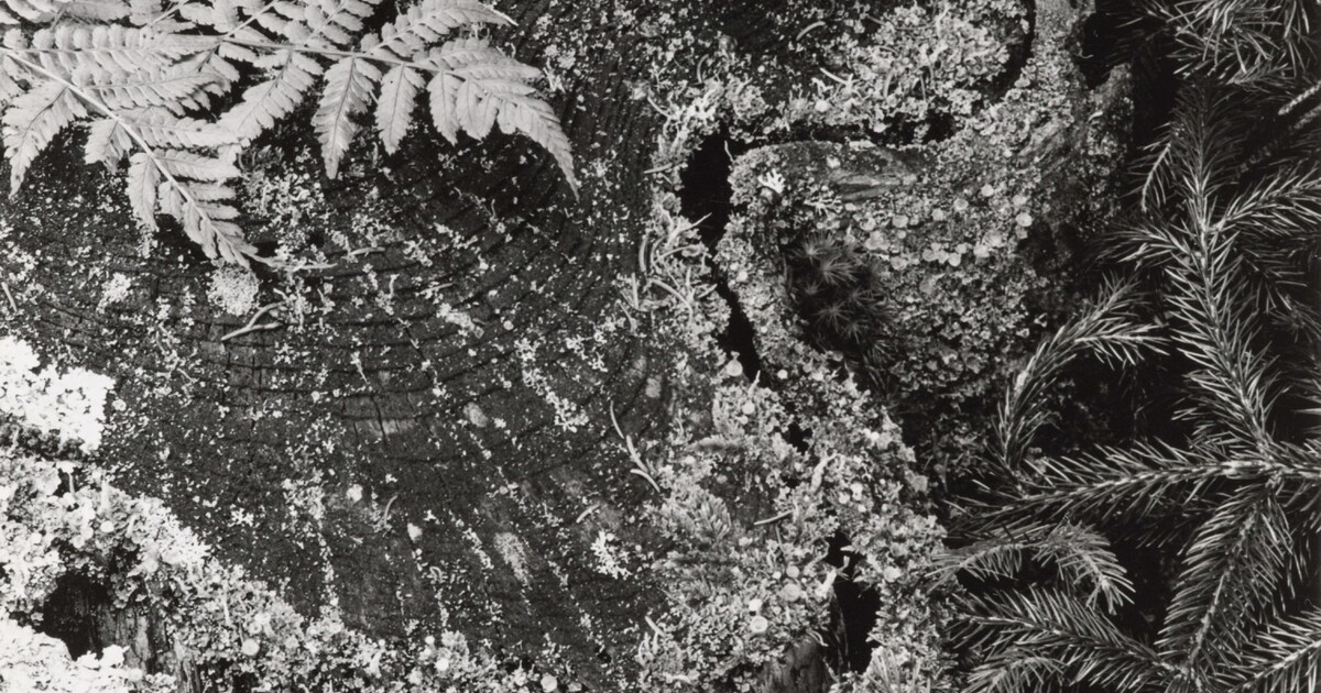 Stump, Great Spruce Head Island, August 7, 1940 | Amon Carter Museum of ...