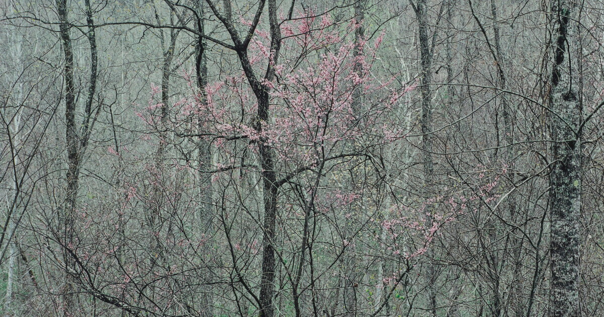 Redbud Trees in Bottomland, Near Red River Gorge, Kentucky, April 17 ...