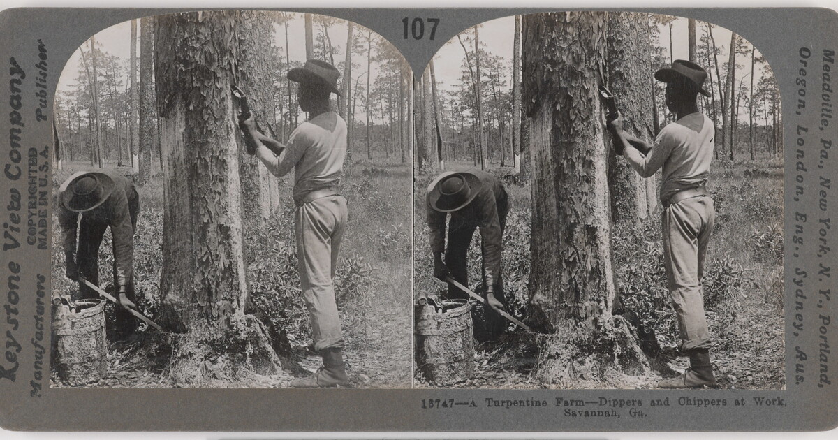 A Turpentine Farm - Dippers and Chippers at Work, Savannah, Ga. | Amon ...
