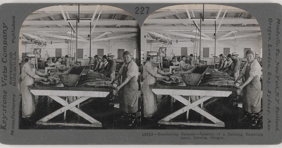 Butchering Salmon - Interior of a Canning Establishment, Astoria ...