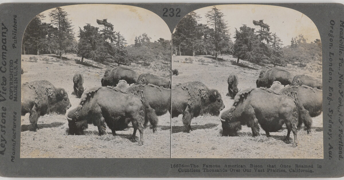 The Famous American Bison that Once Roamed in Countless Thousands Over ...