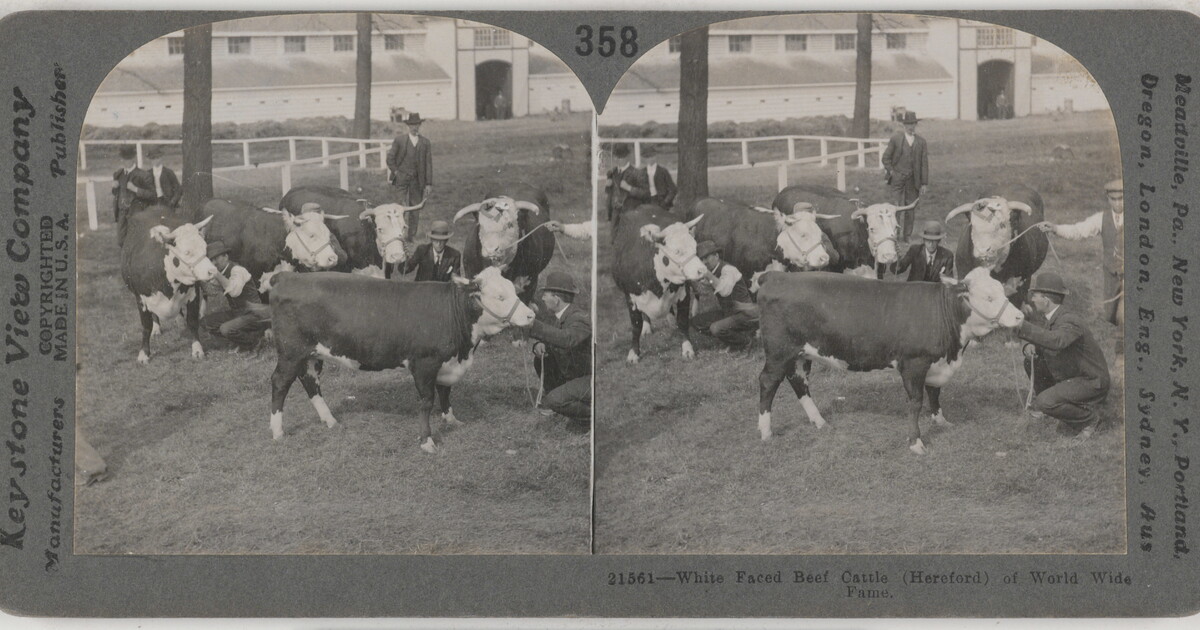 White Faced Beef Cattle (Hereford) of World Wide Fame. | Amon Carter ...