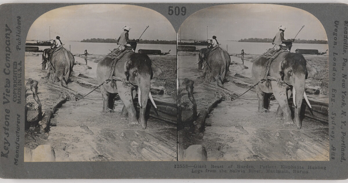 Giant Beast of Burden, Patient Elephants Hauling Logs from the Salwin ...