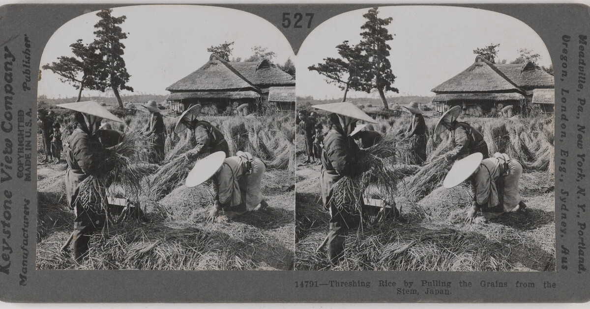 Threshing Rice by Pulling the Grains from the Stem, Japan. | Amon ...