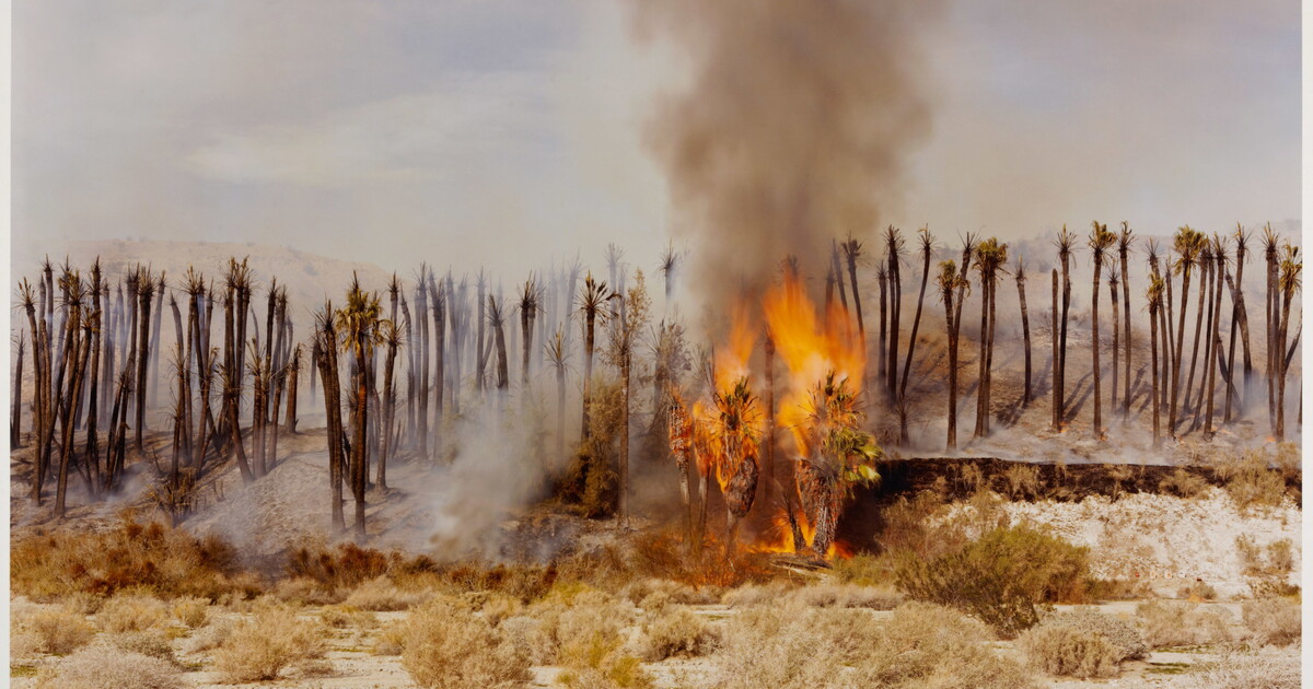 Desert Fire #1 (Burning Palms) | Amon Carter Museum of American Art