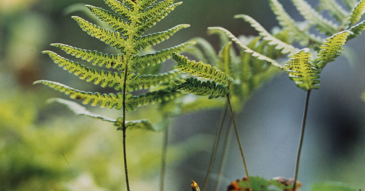 Beech Fern | Amon Carter Museum of American Art