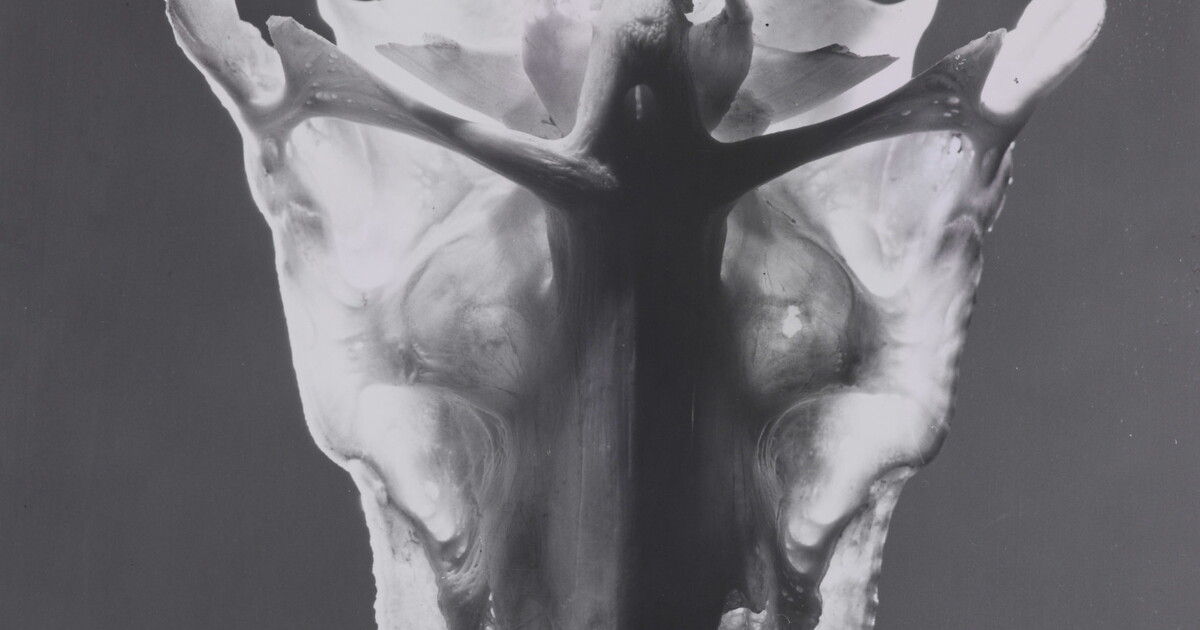 Skull of a Crucifix Catfish | Amon Carter Museum of American Art