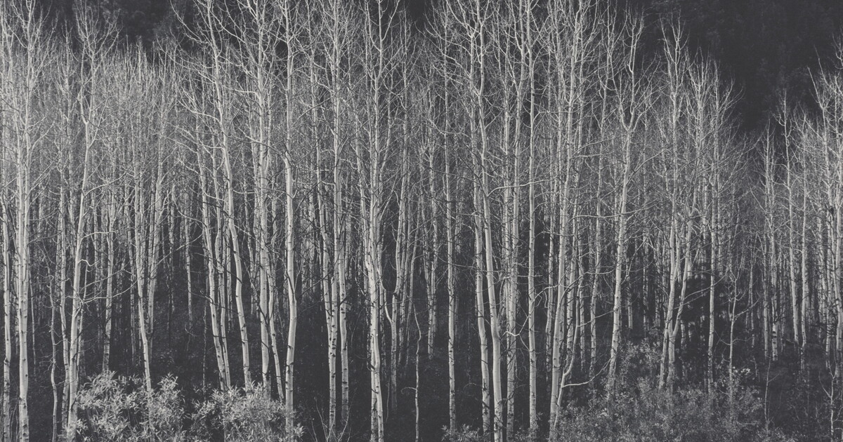 Aspens, Dawn, Dolores River Canyon, Autumn, Colorado | Amon Carter ...