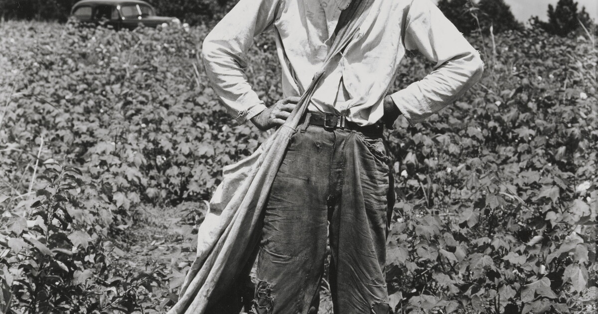 Bud Fields Standing in Cotton Field, Hale County, Alabama | Amon Carter Museum of American Art